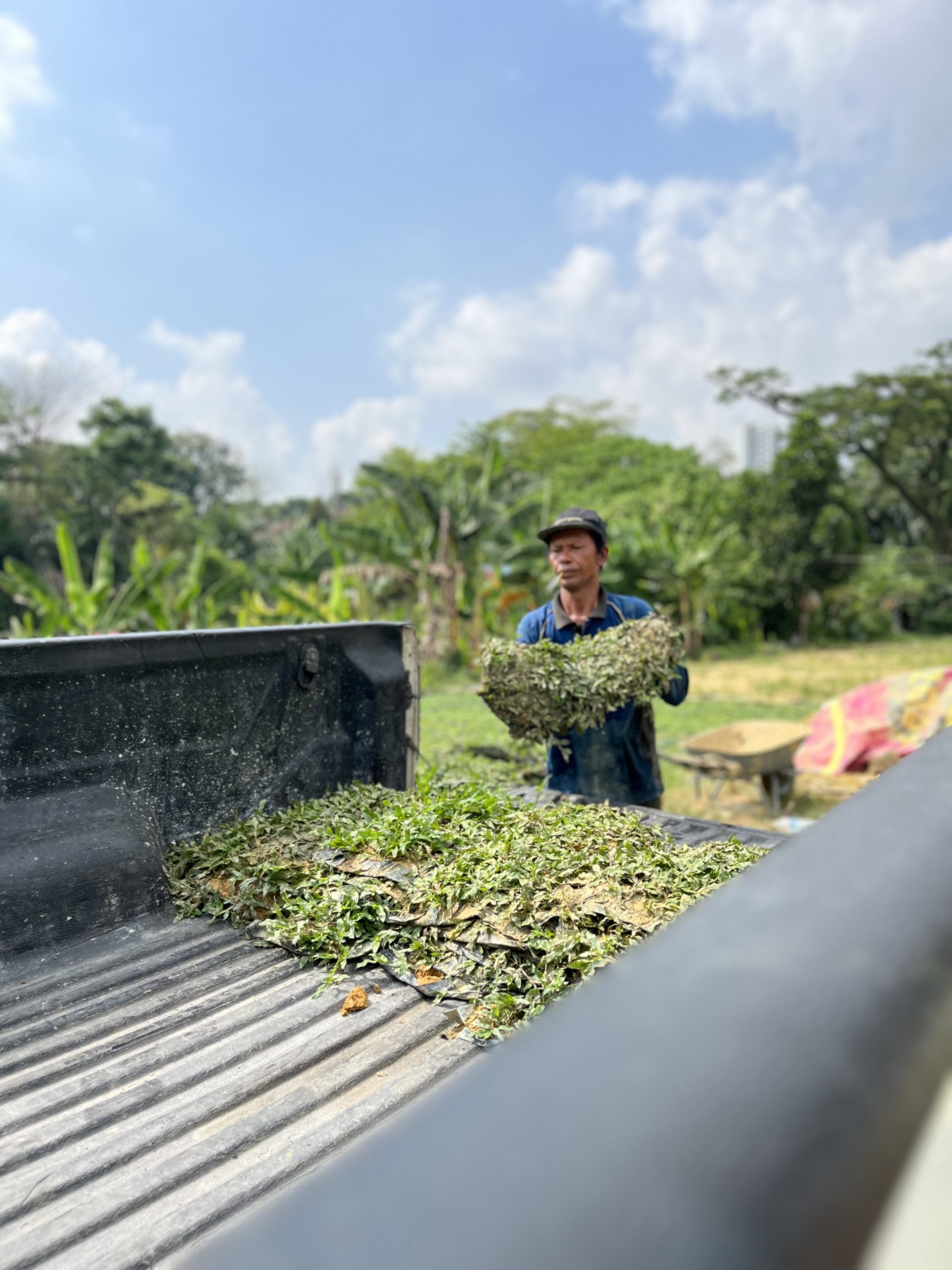 Pembekal Rumput Malaysia – Serendah 90 sen/kakipersegi